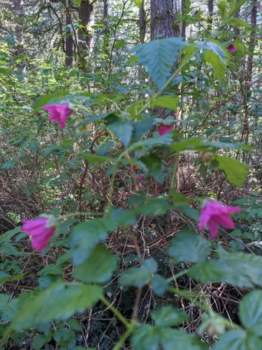 Best Hikes and Trails in Banner Forest Heritage Park | AllTrails