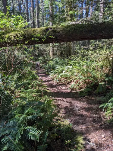 Best Hikes and Trails in Banner Forest Heritage Park | AllTrails