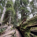 Stout Memorial Grove Trail, California - 2,400 Reviews, Map | AllTrails
