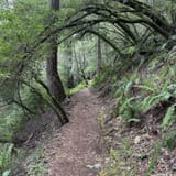 Bootjack Loop, California - 1,798 Reviews, Map | AllTrails
