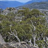 Porcupine Rocks Loop, New South Wales, Australia - 47 Reviews, Map ...