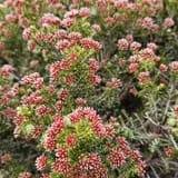 Porcupine Rocks Loop, New South Wales, Australia - 47 Reviews, Map ...