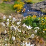 Phantom Falls Loop, California - 1,127 Reviews, Map | AllTrails