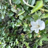 Towsley Canyon Loop Trail, California - 3,851 Reviews, Map | AllTrails