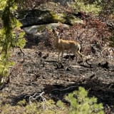 Big Stump Loop, California - 1,106 Reviews, Map | AllTrails