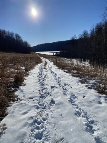 Best Forest Trails in Poplar Bay | AllTrails