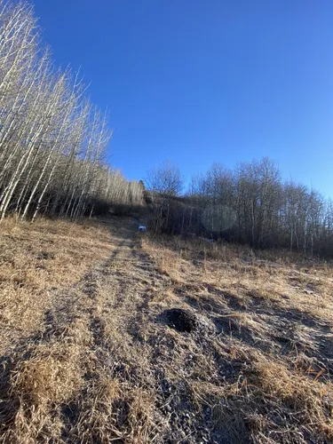 Best Forest Trails in Poplar Bay | AllTrails