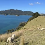 Urupukapuka Island Walk, Northland, New Zealand - 170 Reviews, Map ...