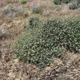 North Loop, Antelope Butte and Lightning Bolt Loop, California - 492 ...