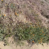 North Loop, Antelope Butte and Lightning Bolt Loop, California - 492 ...