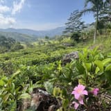 The Pekoe Trail Stage 01: Hanthana To Galaha, Kandy, Sri Lanka - 189 ...