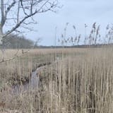 Barn Island Wildlife Management Area Trail, Connecticut - 715 Reviews ...