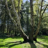 Comer Woods Circular, Shropshire, England - 322 Reviews, Map | AllTrails