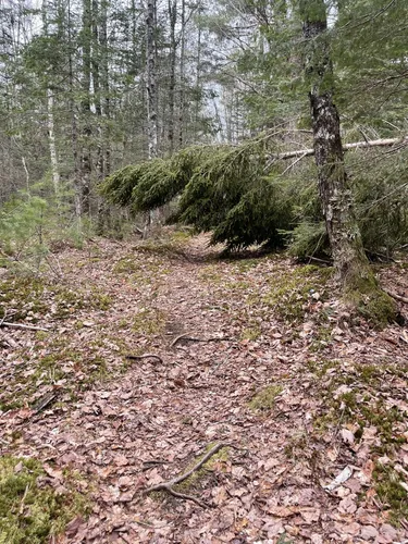 Best Hikes and Trails in Machias | AllTrails