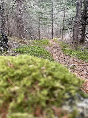 Best Hikes and Trails in Machias | AllTrails