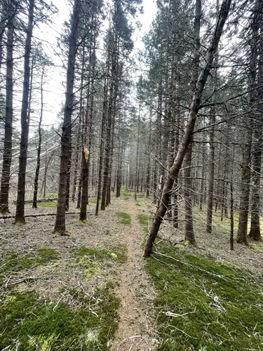 Best Hikes and Trails in Machias | AllTrails