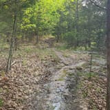 Bell Mountain Loop Trail, Missouri - 682 Reviews, Map | AllTrails