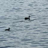 Copperhead Island Loop, North Carolina - 107 Reviews, Map | AllTrails