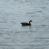 Copperhead Island Loop, North Carolina - 107 Reviews, Map | AllTrails