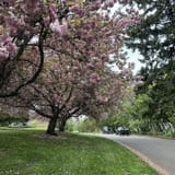 Council Crest via Marquam Trail, Oregon - 2,048 Reviews, Map | AllTrails