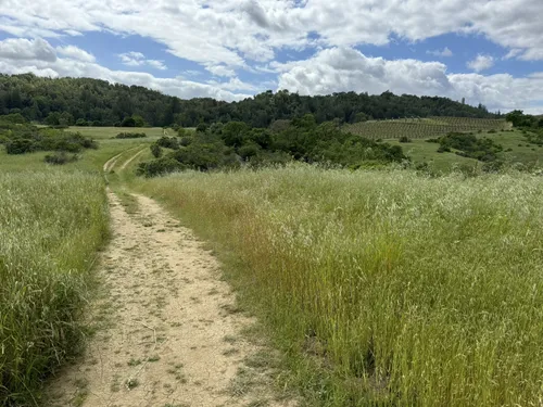 Best Hikes and Trails in Alston Park | AllTrails