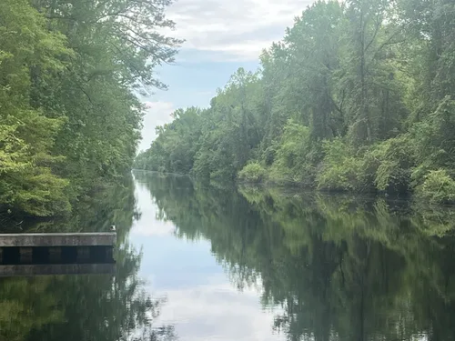 Best Wheelchair Friendly Trails in Dismal Swamp State Park | AllTrails