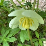 John Rock Trail Loop, North Carolina - 2,226 Reviews, Map | AllTrails