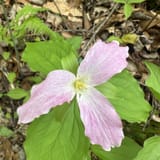 John Rock Trail Loop, North Carolina - 2,224 Reviews, Map | AllTrails