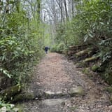 John Rock Trail Loop, North Carolina - 2,334 Reviews, Map | AllTrails