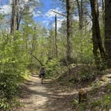 John Rock Trail Loop, North Carolina - 2,334 Reviews, Map | AllTrails