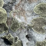 Mount Cube via the Appalachian Trail, New Hampshire - 516 Reviews, Map ...