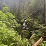 Steep Ravine Trail, California - 291 Reviews, Map | AllTrails