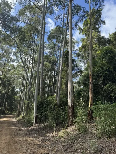 Best Walking Trails in Watagan State Forest | AllTrails