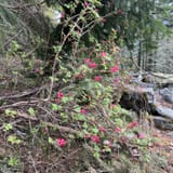 Iron Goat Trail, Washington - 1,375 Reviews, Map | AllTrails