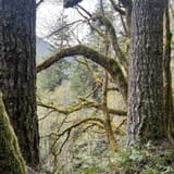 Iron Goat Trail, Washington - 1,375 Reviews, Map | AllTrails