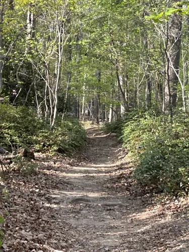 Best Forest Trails in Oregon Ridge Park | AllTrails