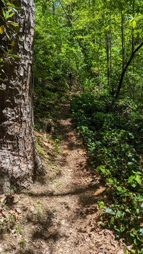 Best River Trails in Tryon | AllTrails