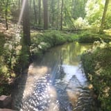 Wild Azalea Trail, Louisiana - 290 Reviews, Map | AllTrails