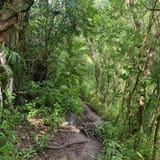 Makiki Valley Loop, Oahu, Hawaii - 5,653 Reviews, Map | AllTrails