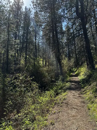 Best Kid Friendly Trails in Colfax | AllTrails