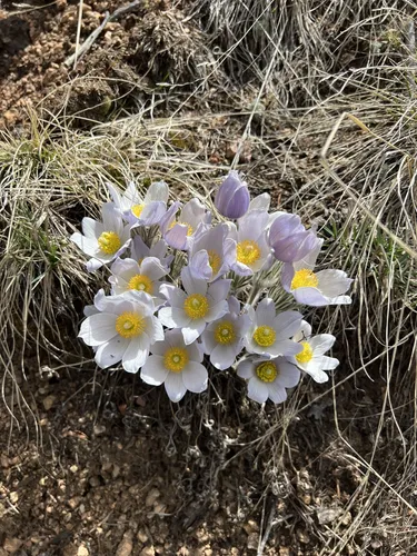 Best Forest Trails in Pine Valley Ranch Park | AllTrails