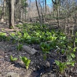 Breakheart Reservation Loop, Massachusetts - 907 Reviews, Map | AllTrails