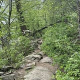 Turkey Run Potomac Heritage Trail, Virginia - 1,389 Reviews, Map ...