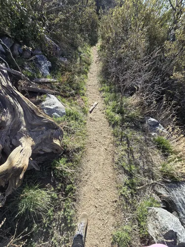 Best Views Trails in Hualapai Mountain Park | AllTrails