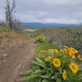 Manastash Ridge Trail, Washington - 680 Reviews, Map | AllTrails