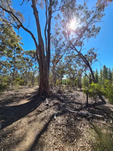 Best Hikes and Trails in Wirrabara Forest | AllTrails
