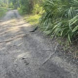 Guana Trail, Marshview Lane, and Shellbluff Road, Florida - 286 Reviews ...