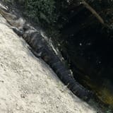 Loop Road Scenic Drive (County Road 94), Florida - 145 Reviews, Map ...