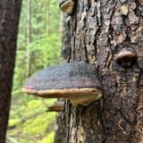 Morrell Nature Sanctuary, British Columbia, Canada - 546 Reviews, Map ...