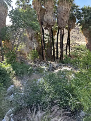 Best Hikes and Trails in Cahuilla Native American Land - Indian Canyons ...
